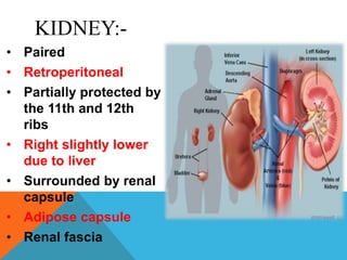 Kidney excretion & detoxification | PPTX