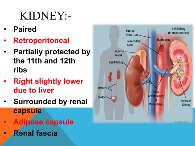 Kidney excretion & detoxification | PPTX