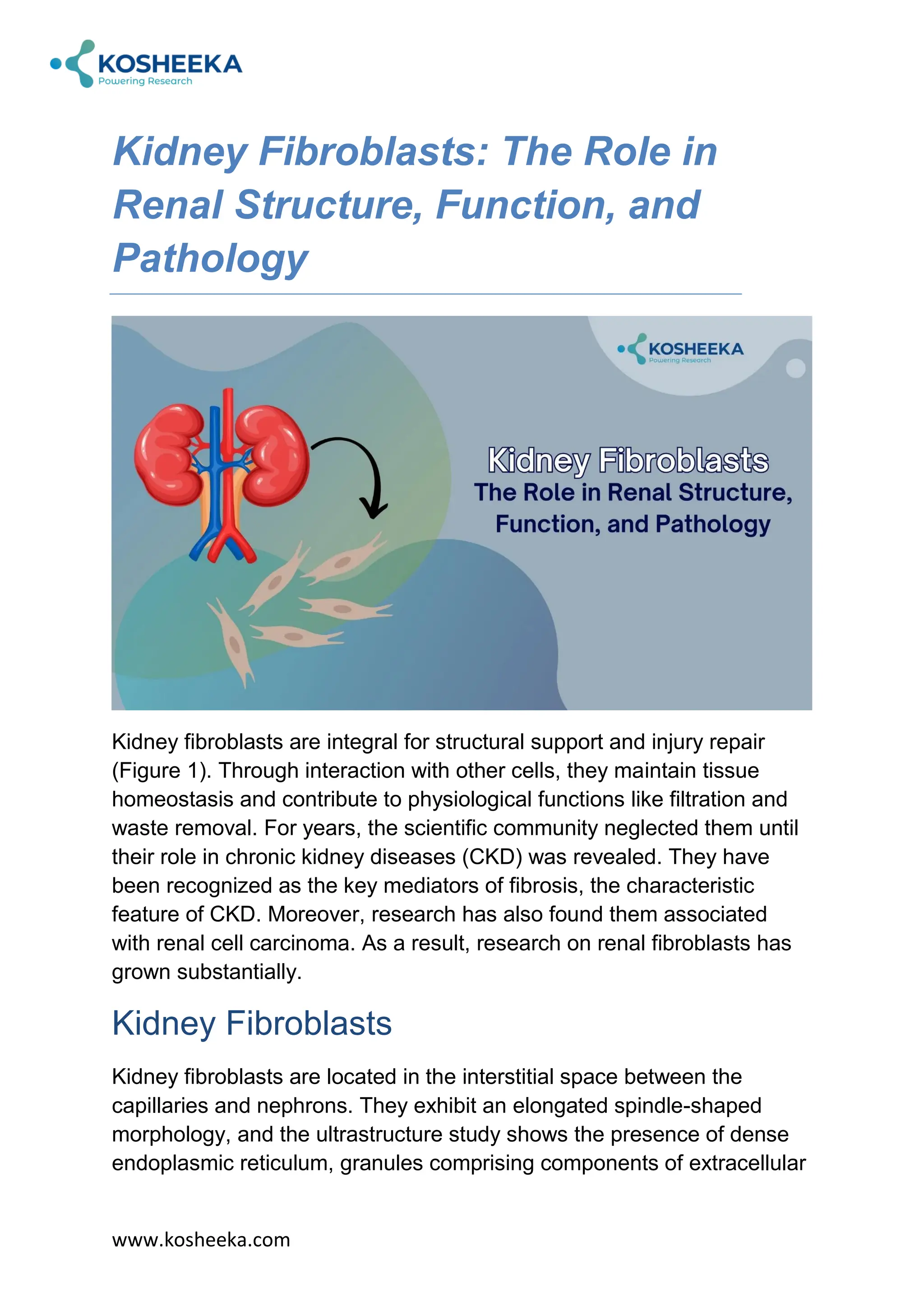 Kidney Fibroblasts: The Role in Renal Structure, Function, and ...