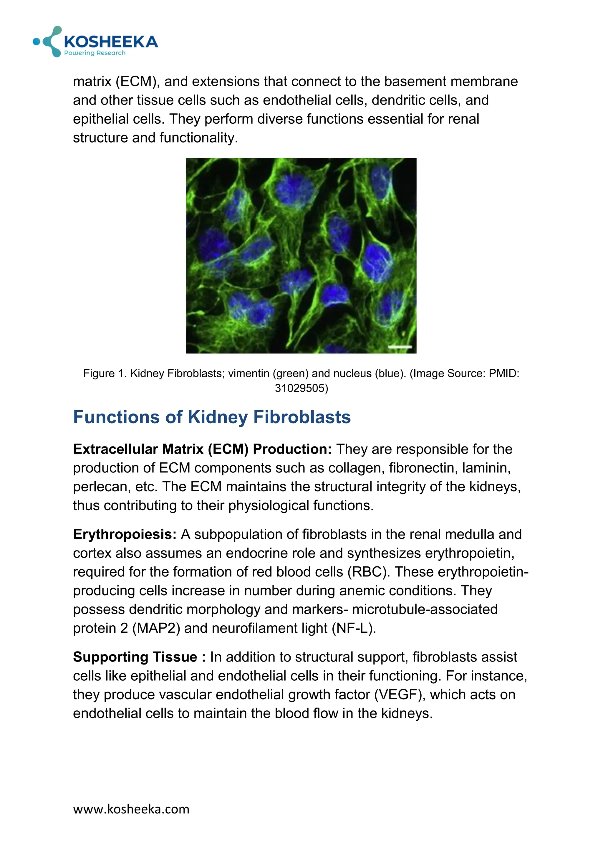 Kidney Fibroblasts: The Role in Renal Structure, Function, and ...