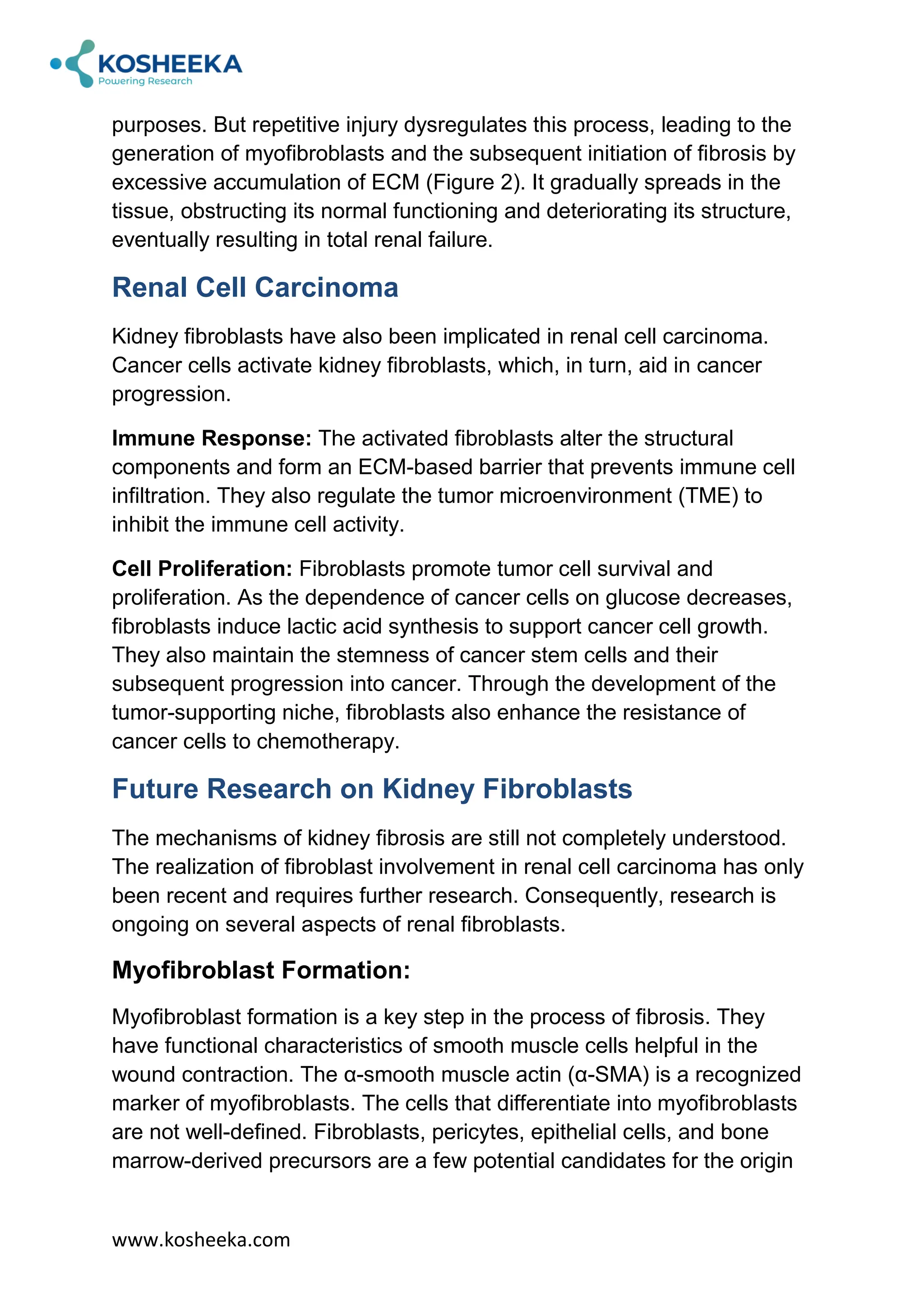 Kidney Fibroblasts: The Role in Renal Structure, Function, and ...