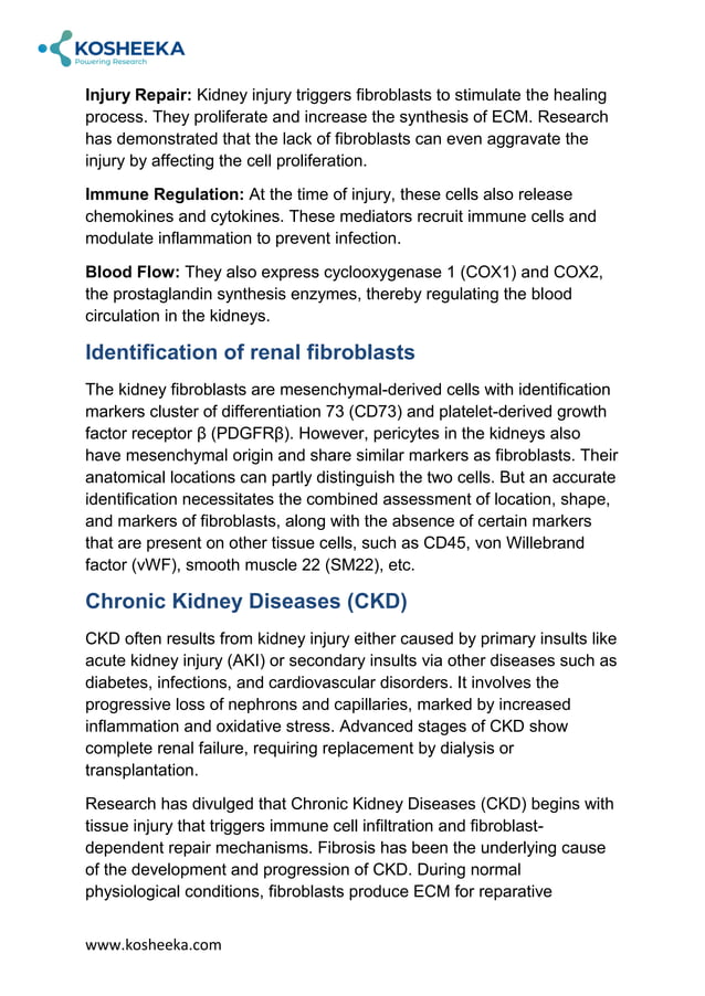 Kidney Fibroblasts: The Role in Renal Structure, Function, and ...