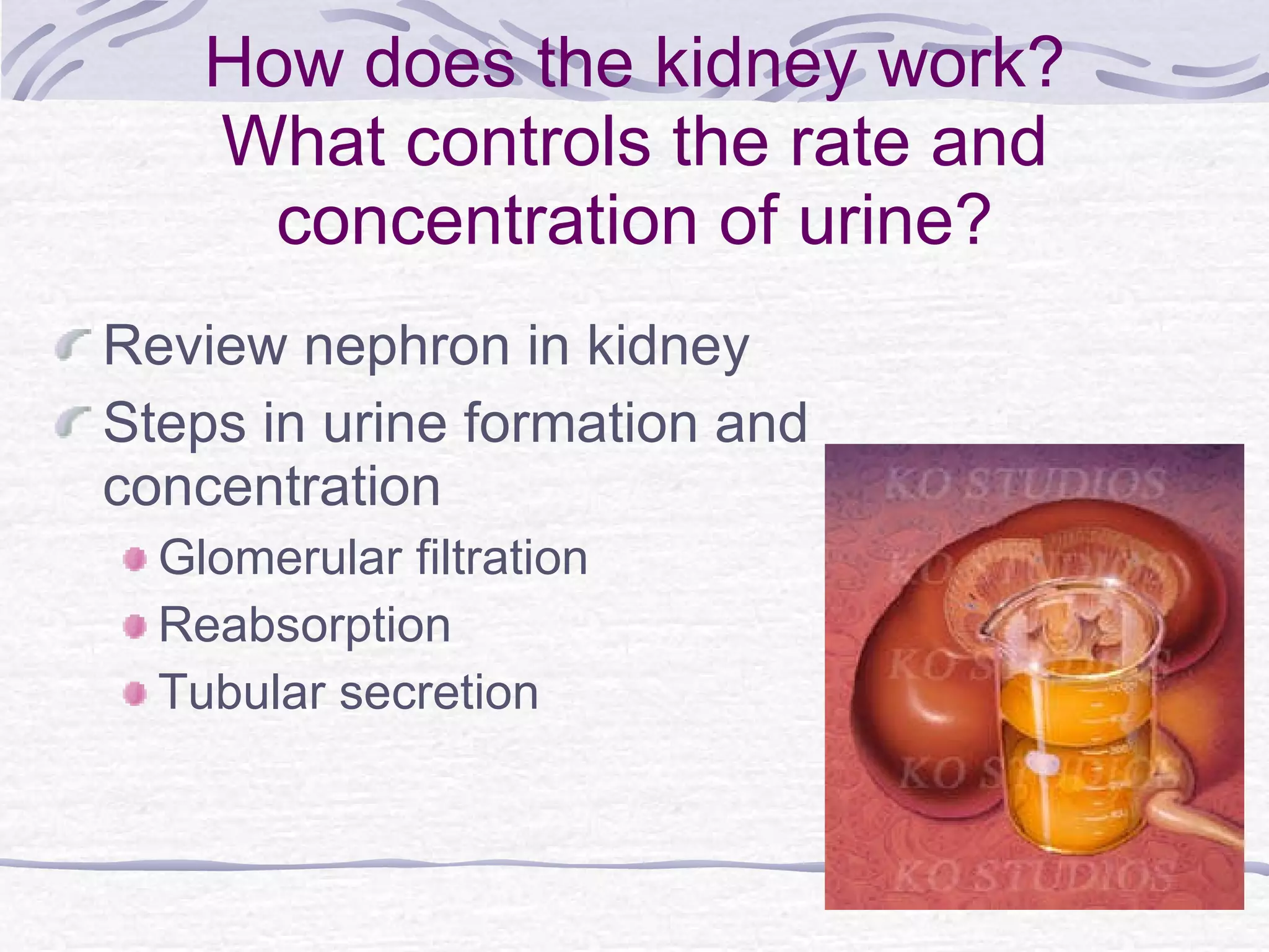 Kidney function and nephrons | PPT