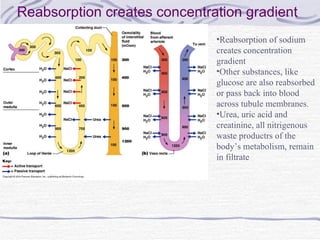 Kidney function and nephrons | PPT | Chemistry | Science