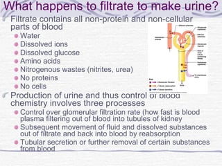 Kidney function and nephrons | PPT | Chemistry | Science