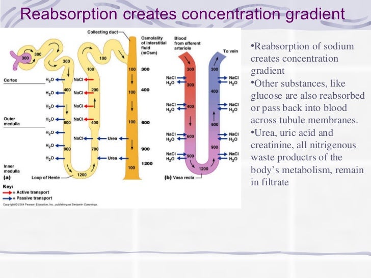 Kidney function and nephrons