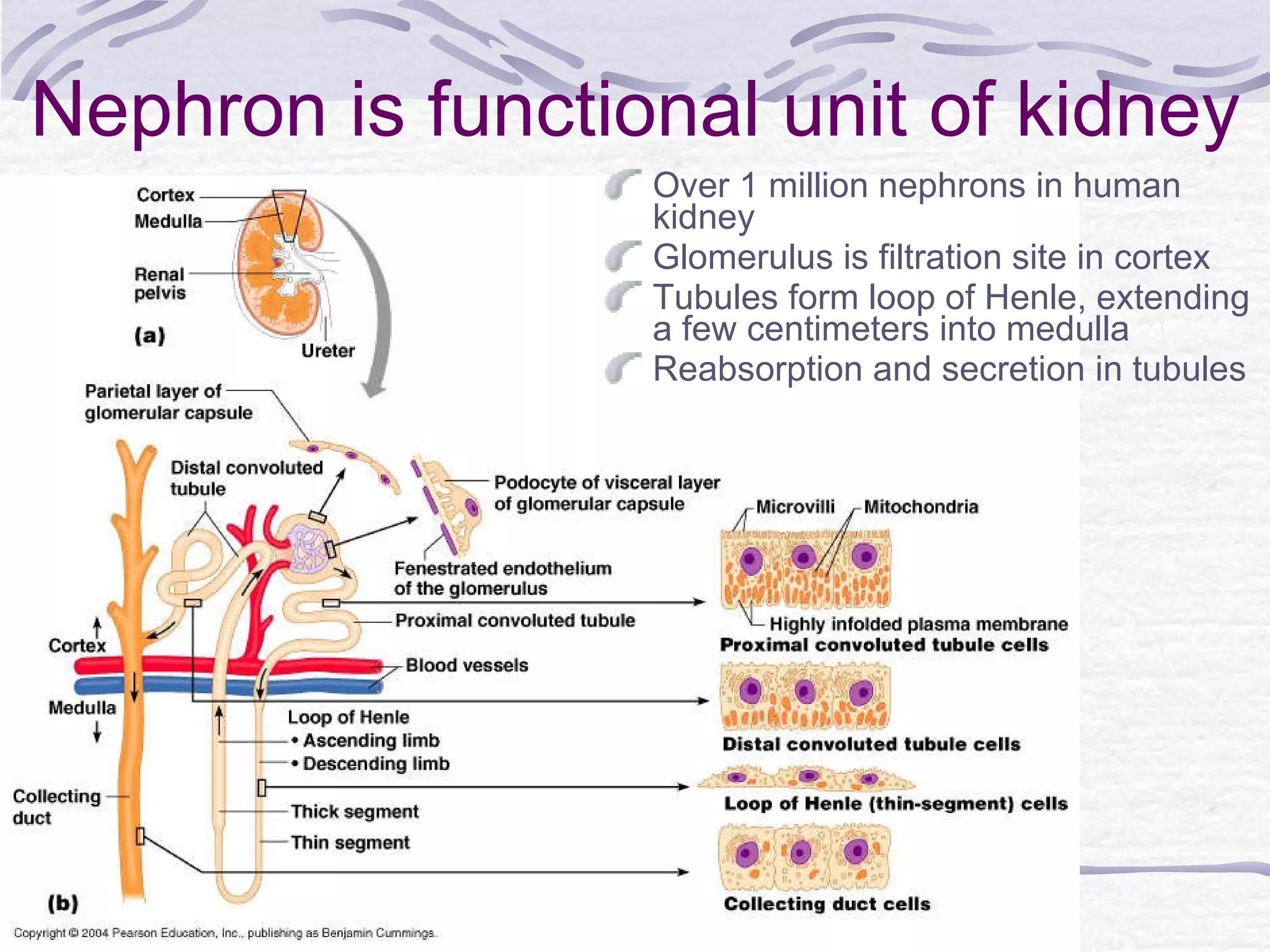 Kidney function and nephrons | PPT