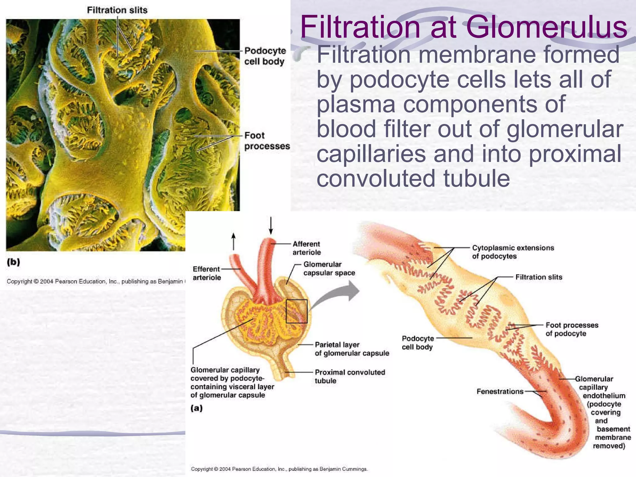 Kidney function and nephrons | PPT