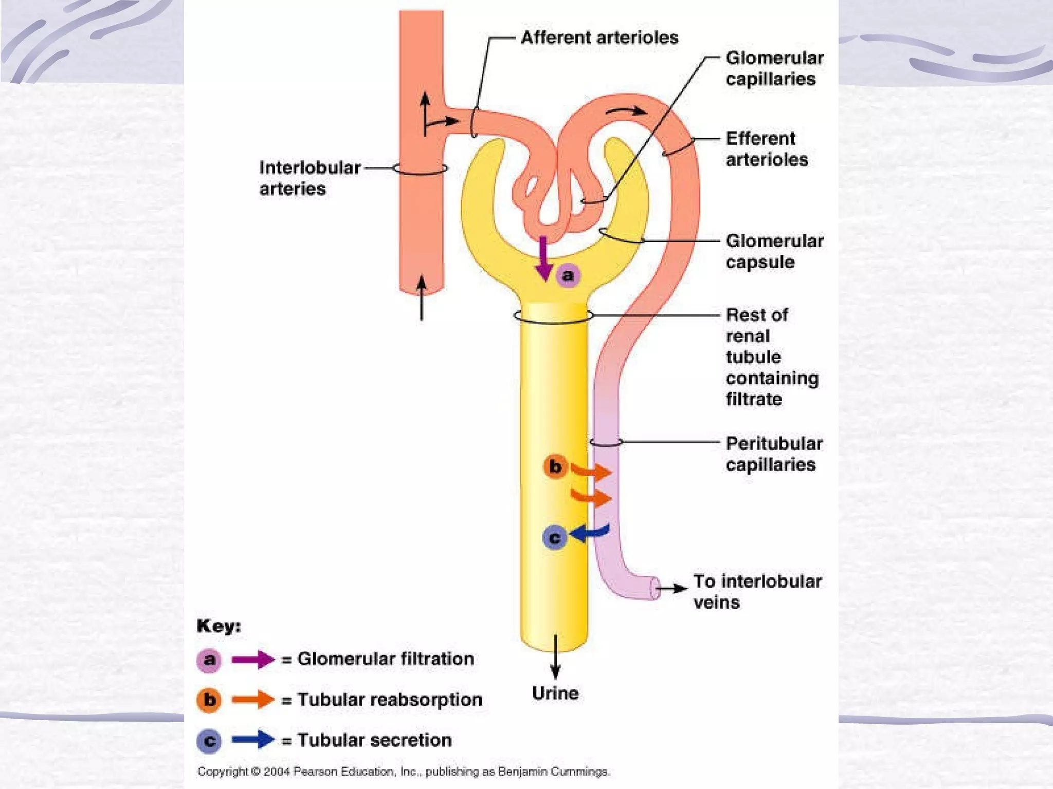 Kidney function and nephrons | PPT