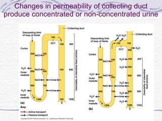 Kidney function and nephrons | PPT