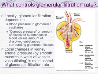 Kidney function and nephrons | PPT