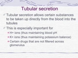 Kidney function and nephrons | PPT