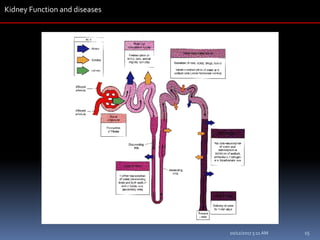 Kidney Function and diseases | PPTX
