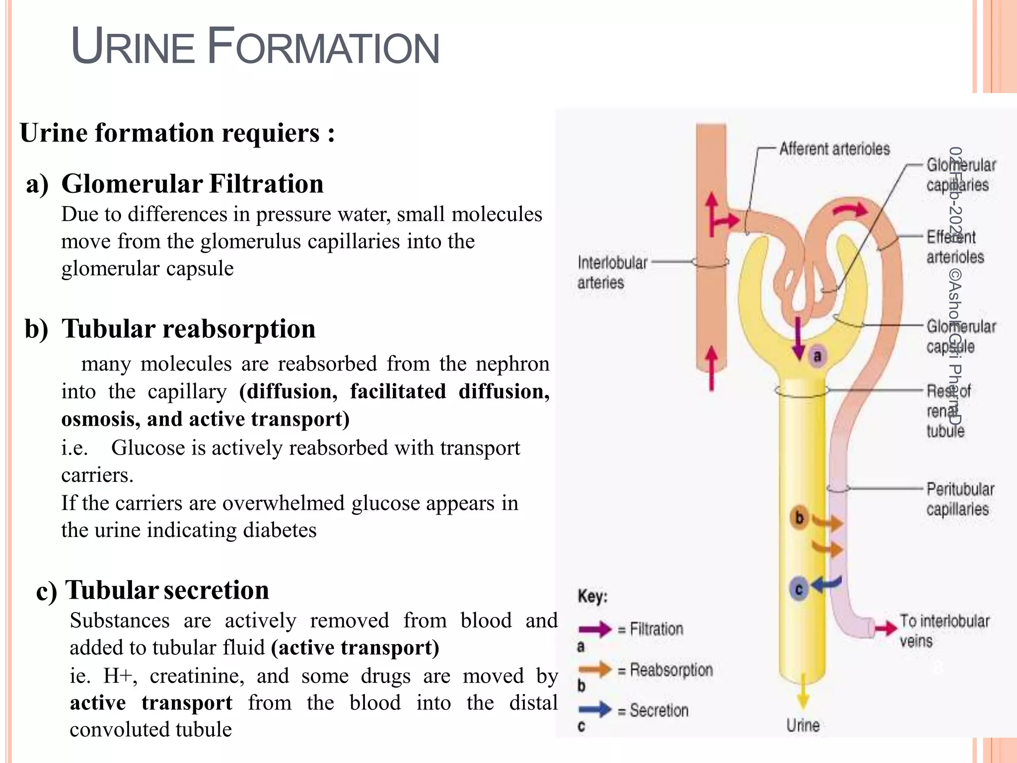 Kidney function test | PPTX