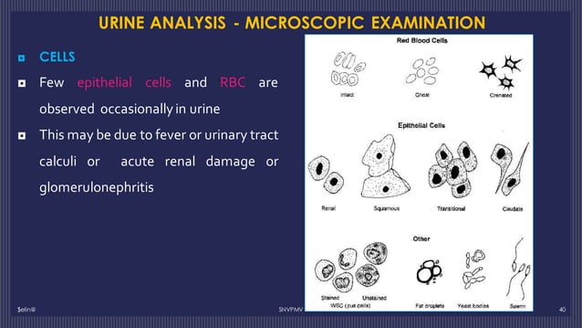 Kidney function test physical macroscopic and microscopic tests | PPT