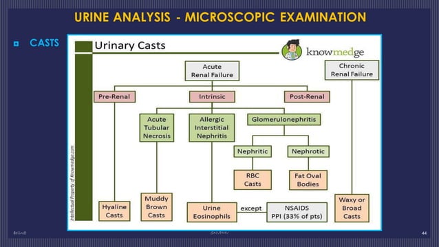 Kidney function test physical macroscopic and microscopic tests | PPT