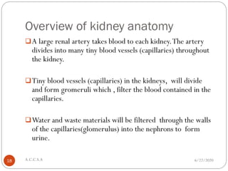 Kidney Function Test (1).pdf