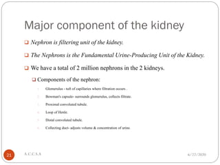 Kidney Function Test (1).pdf