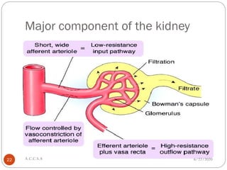Kidney Function Test (1).pdf