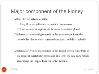 Kidney Function Test (1).pdf
