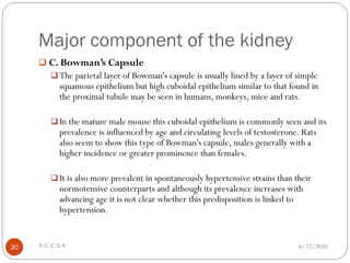 Kidney Function Test (1).pdf