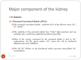 Kidney Function Test (1).pdf