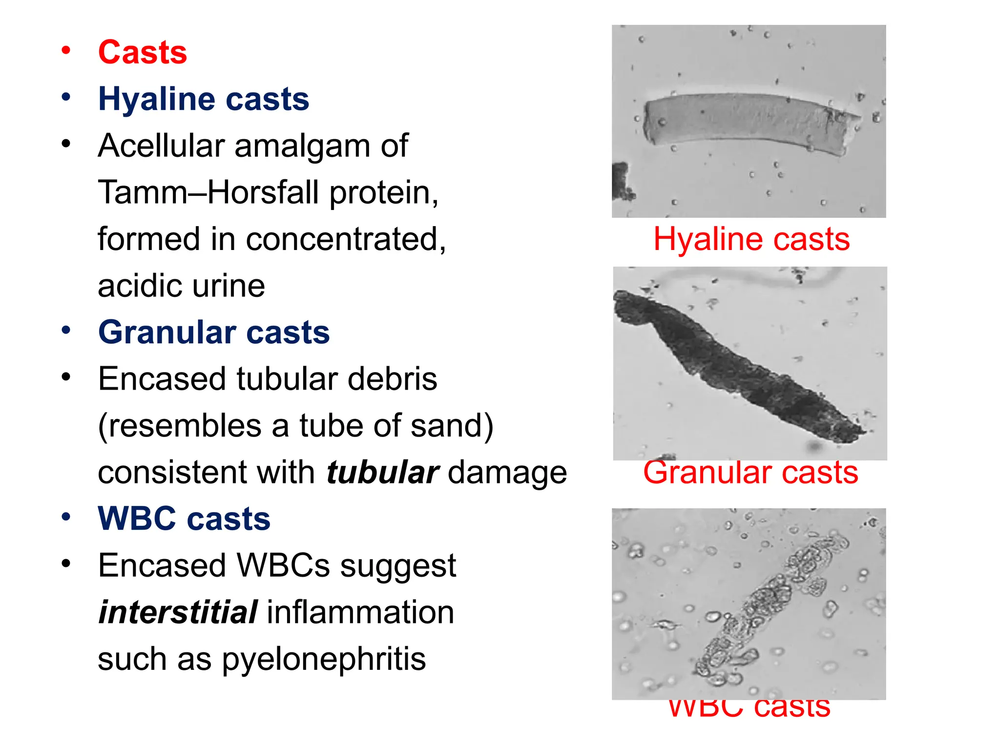 kidney function tests and its interpretation | PPTX