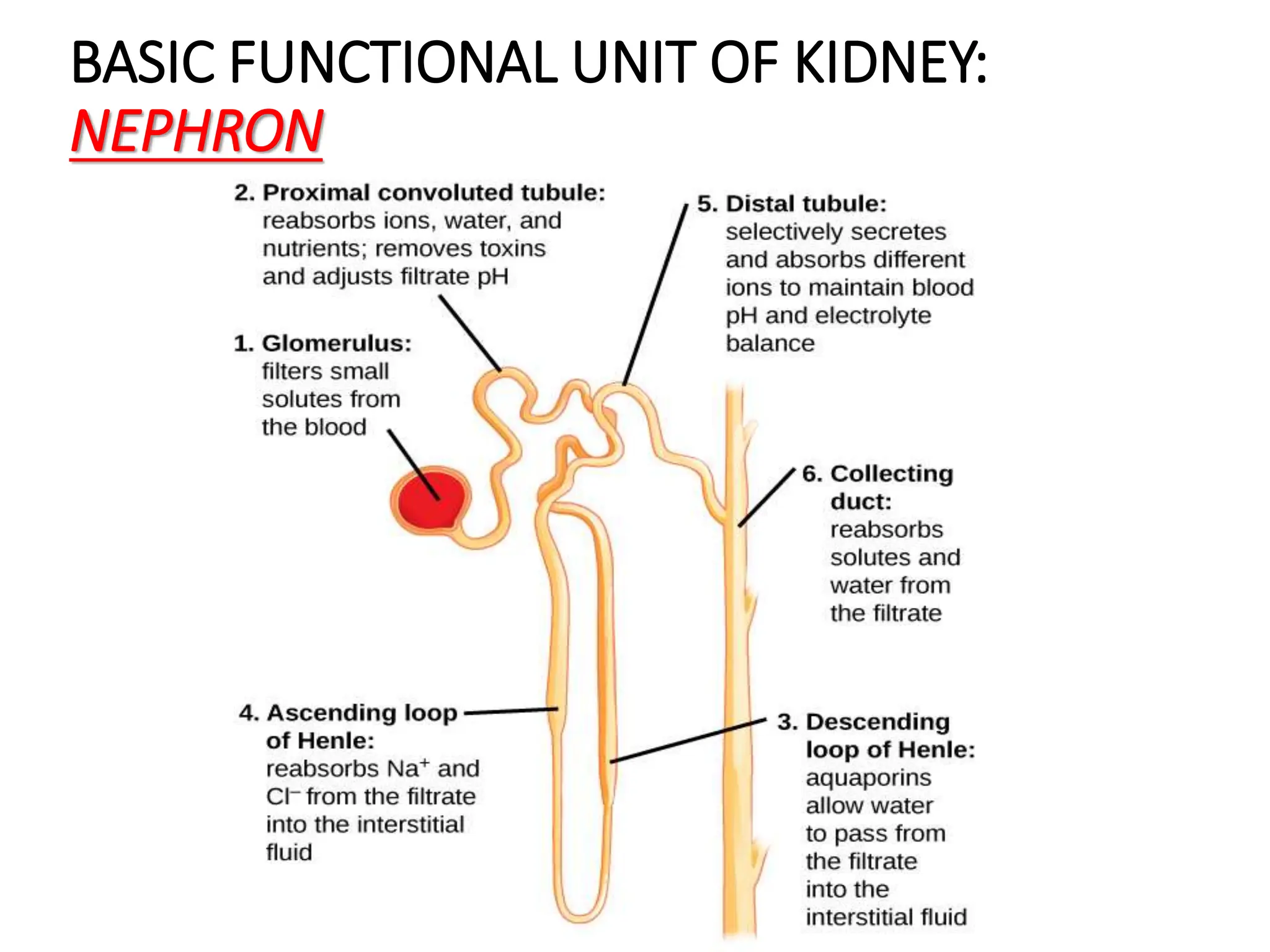 KIDNEY FUNCTION TEST STM.pptx by Dr Thakur | PPT