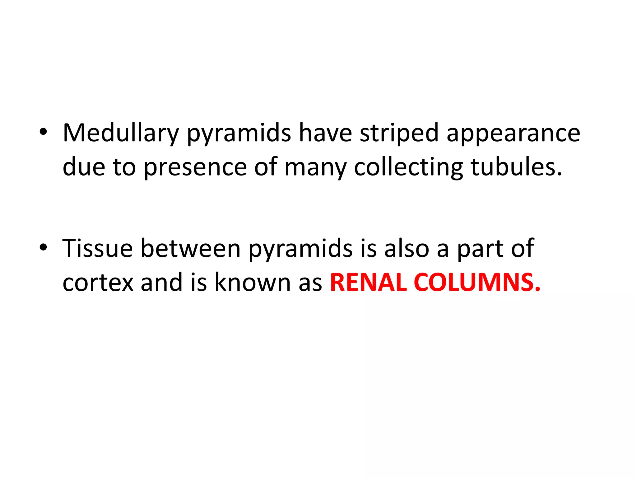 Kidney histology | PPTX