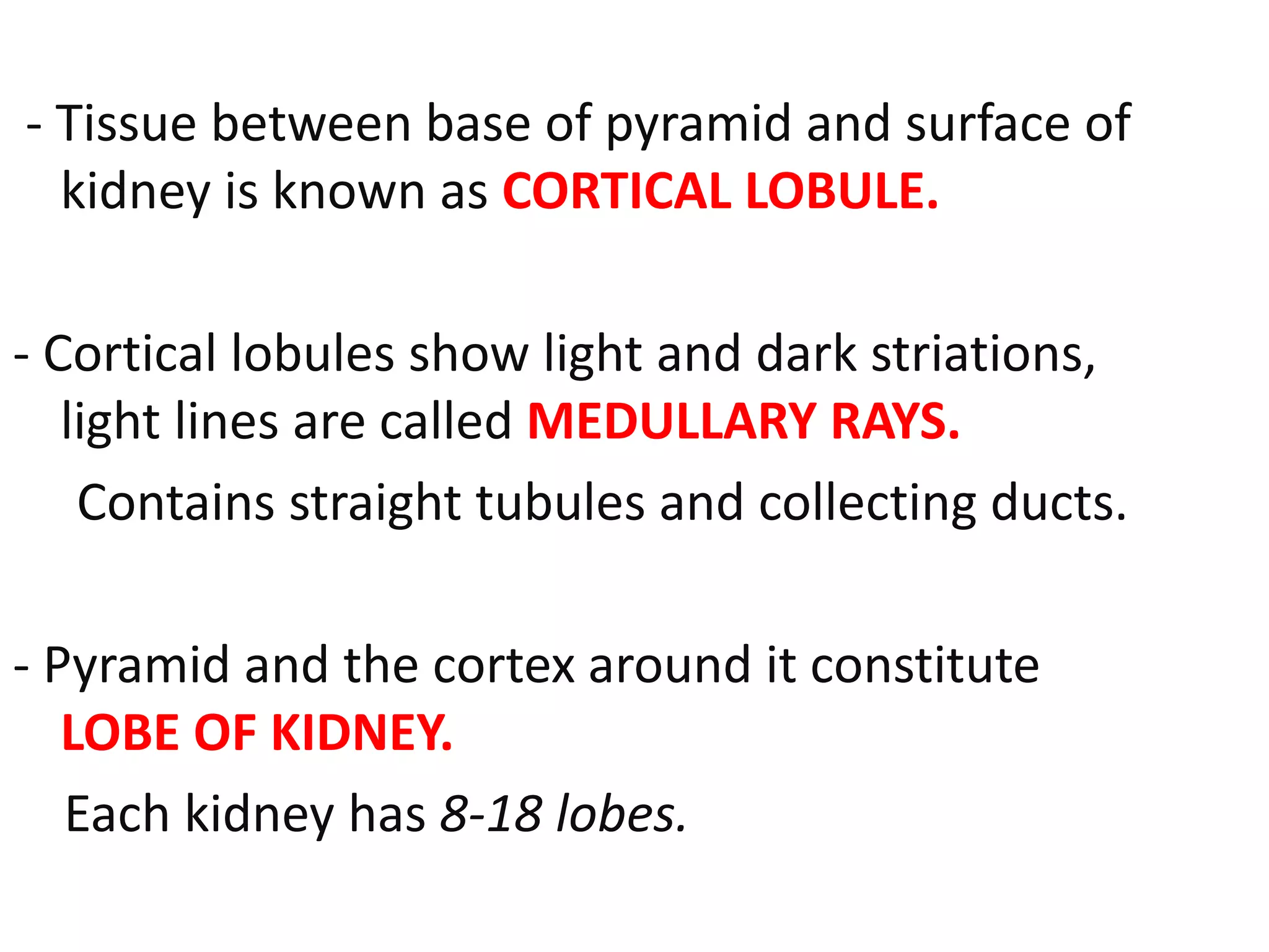 Kidney histology | PPTX