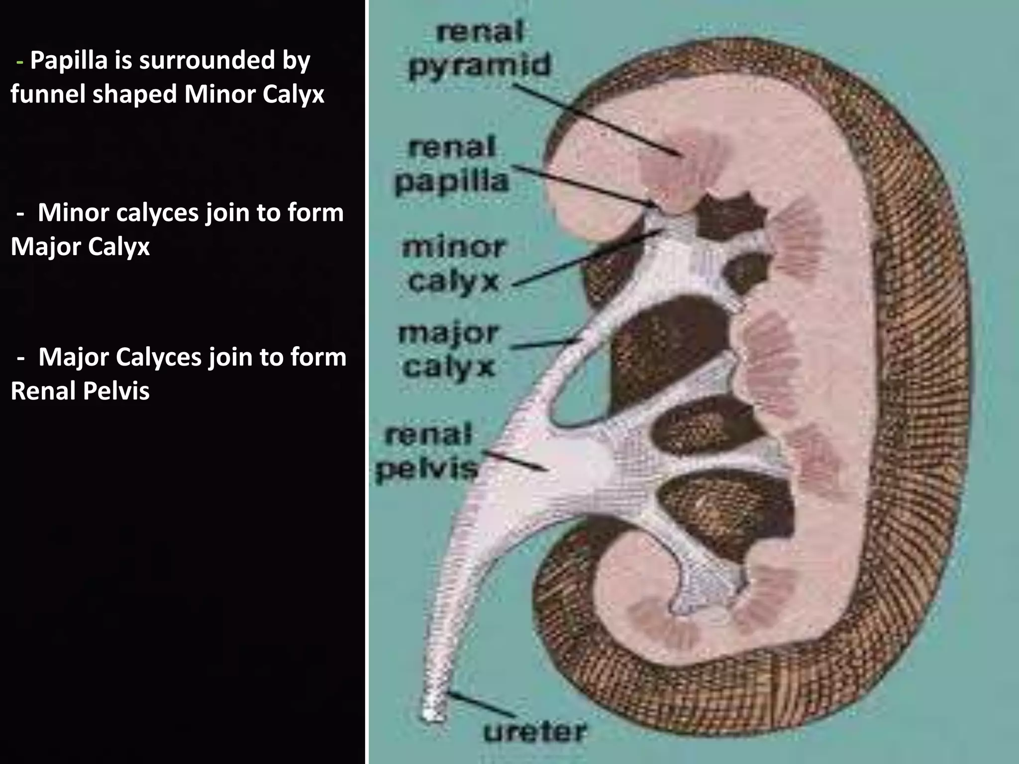 Kidney histology | PPTX