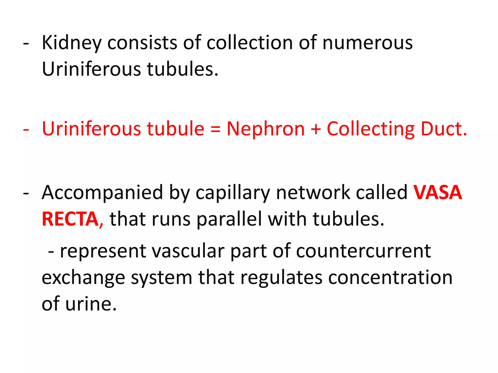 Kidney histology | PPTX