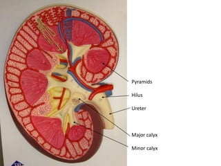 Kidney histology | PPTX