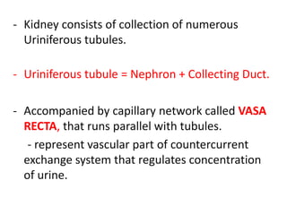 Kidney histology | PPTX
