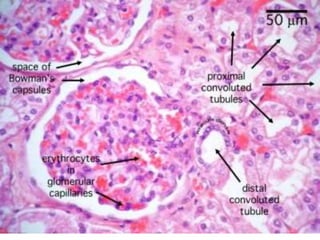 Renal Tubule Slide