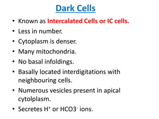 Kidney histology | PPTX