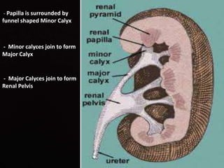 Renal Pyramid Histology