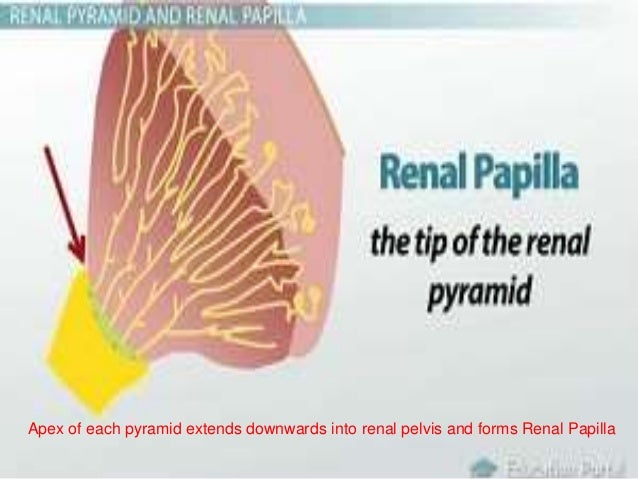 Renal Pyramids Histology