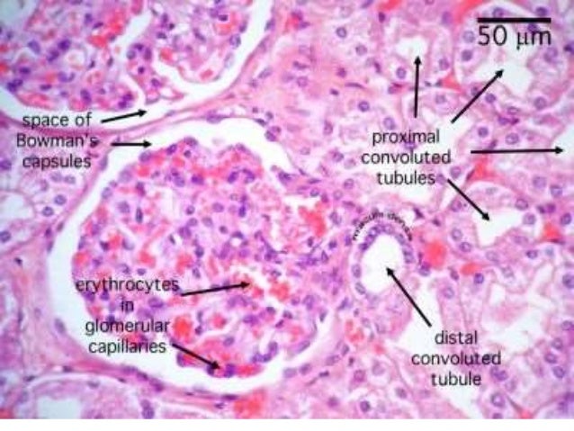 Labeled Kidney Cell SIU SOM Histology INTRO