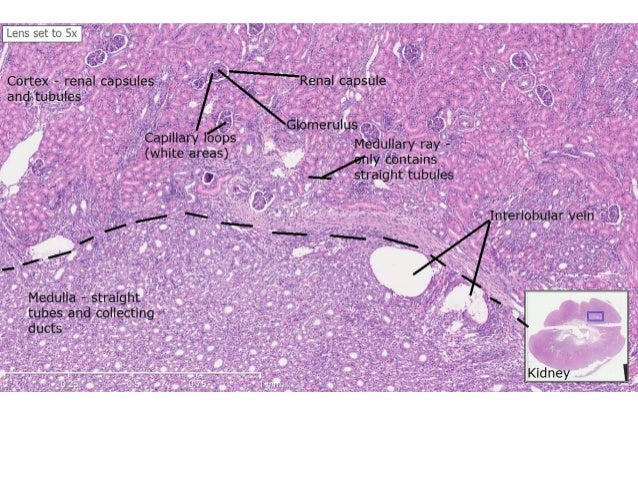 Kidney histology
