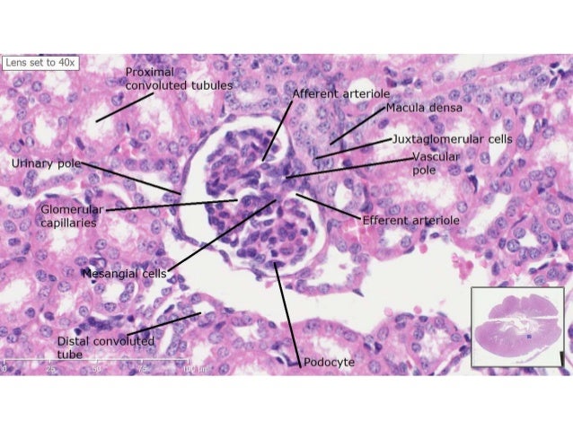 Kidney histology