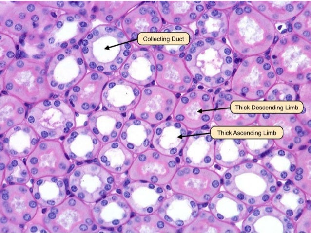 Kidney histology