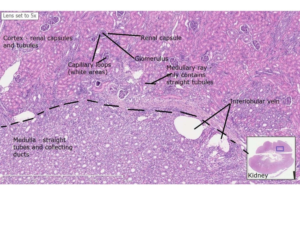 Kidney histology