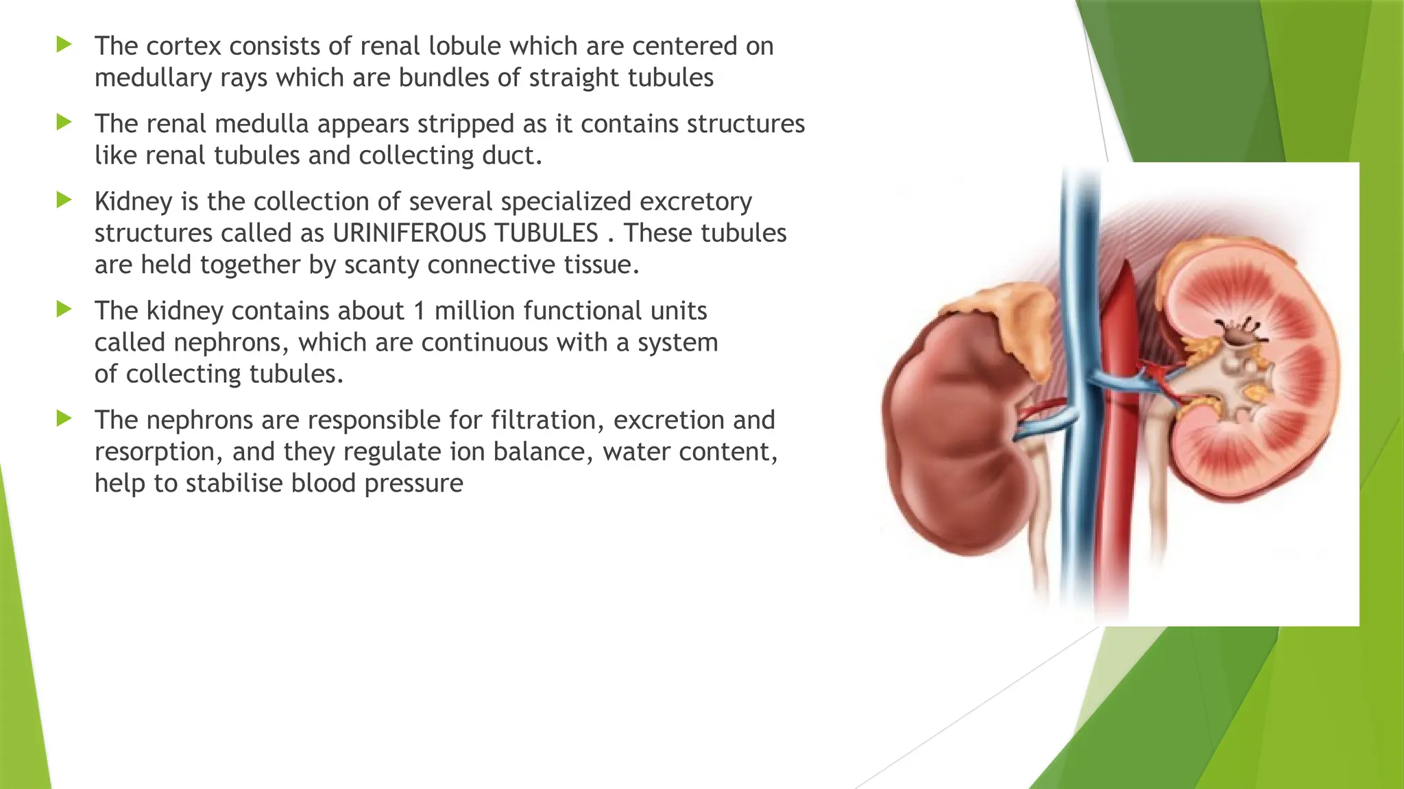 KIDNEY HISTO PPT.pptx ki .jfffjksdklkdddjk | PPTX