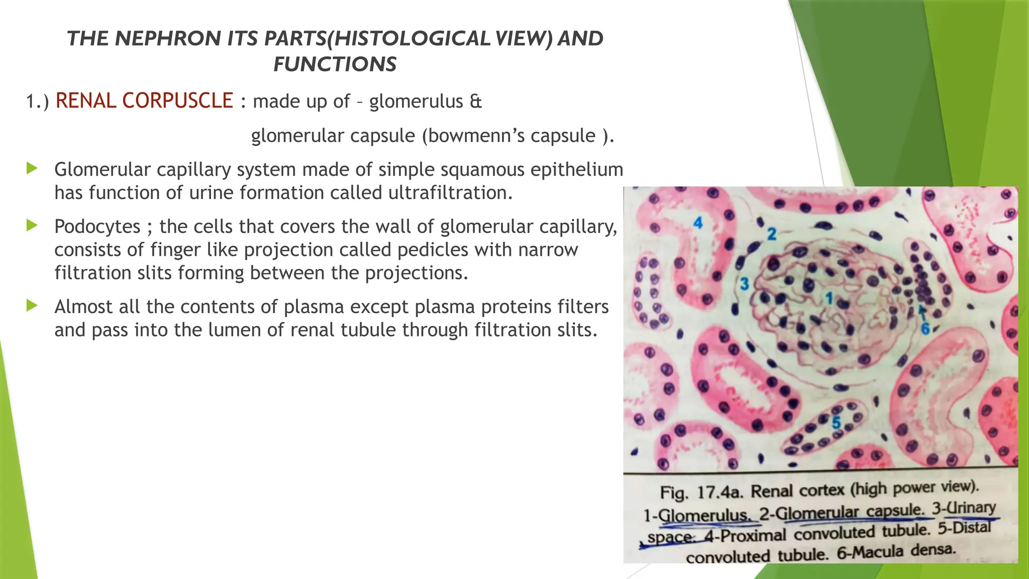 KIDNEY HISTO PPT.pptx ki .jfffjksdklkdddjk | PPTX