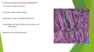 KIDNEY HISTO PPT.pptx ki .jfffjksdklkdddjk | PPTX