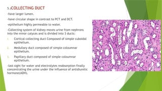 KIDNEY HISTO PPT.pptx ki .jfffjksdklkdddjk | PPTX