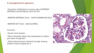 KIDNEY HISTO PPT.pptx ki .jfffjksdklkdddjk | PPTX