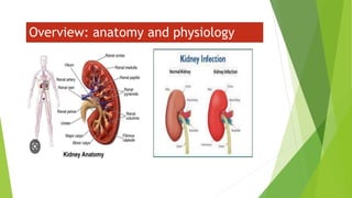kidney infection ( pyelonephritis).pptx