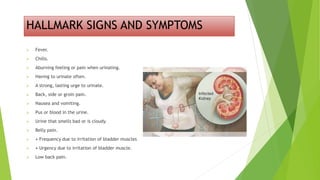kidney infection ( pyelonephritis).pptx
